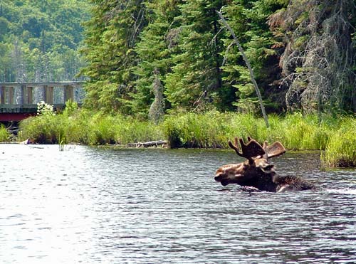Mark's Algonquin Park Sampler - Triplog#22 - Access#2 - Tim Lake - Day 3